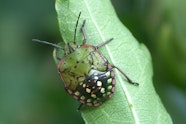 Nezara Viridula Gr ne Reiswanze S dliche Stinkwanze Insects